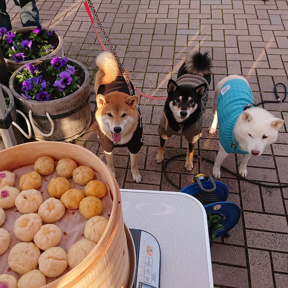 人とわんこの栄養士 ATOM’S KITCHEN | DOG Friendly Festa公式サイト
